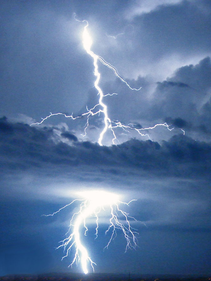 Perros, gatos, verbenas y Flores de Bach - Desarrollo Individual ...